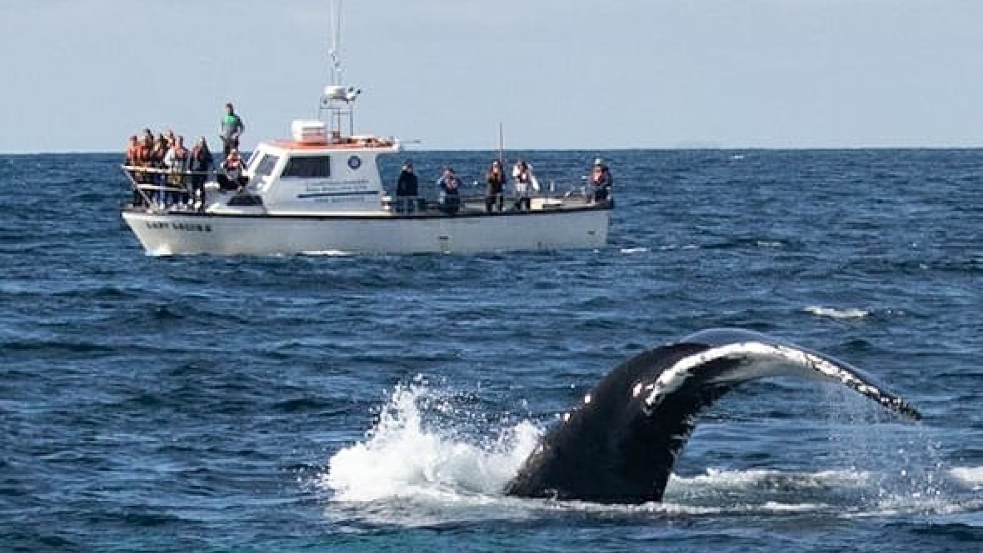 Atlantic Whale & Wildlife Tours | Explore West Cork